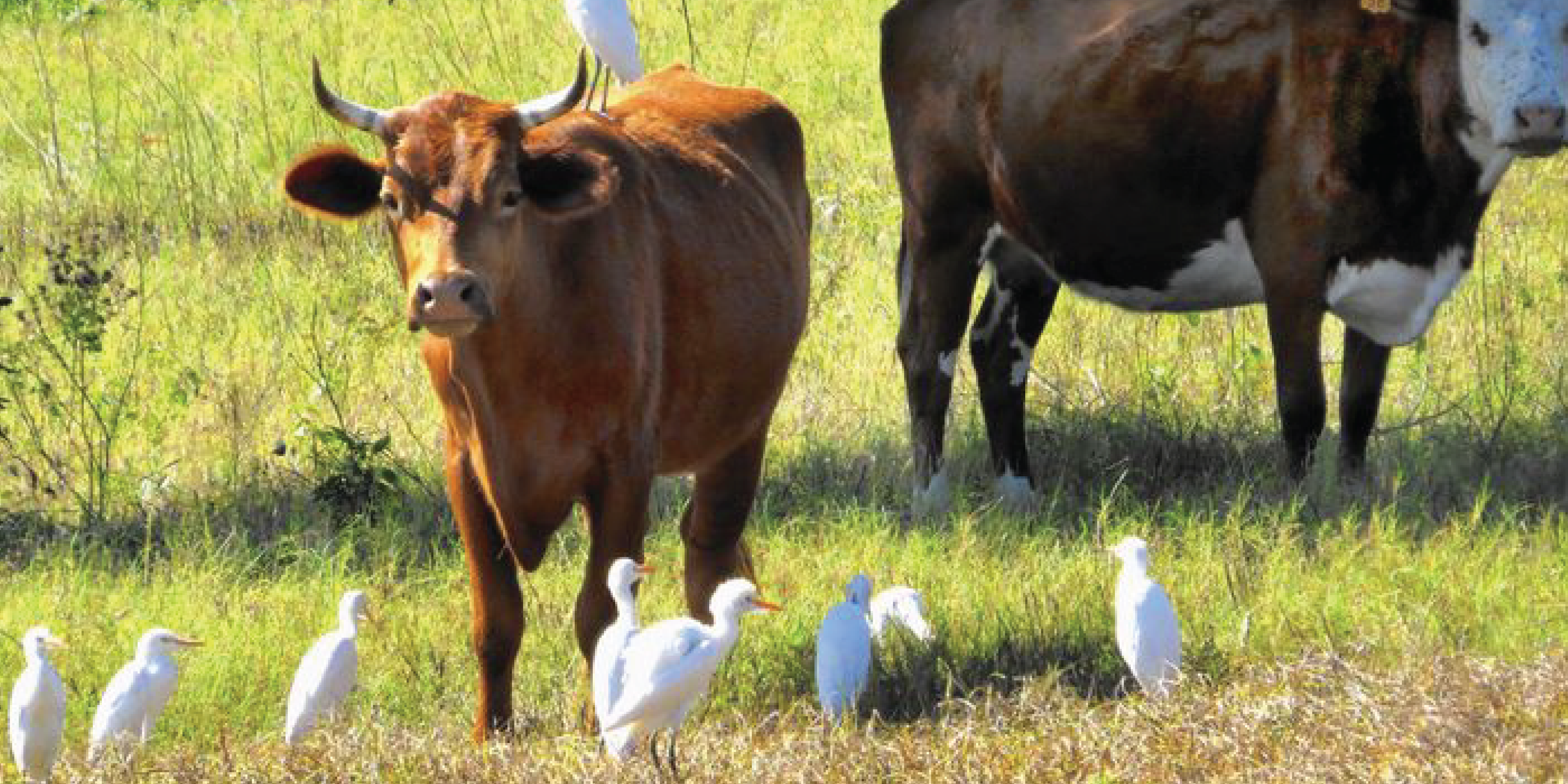 Symbiotic Relationship: Cattle and Egret - Lost River Cave