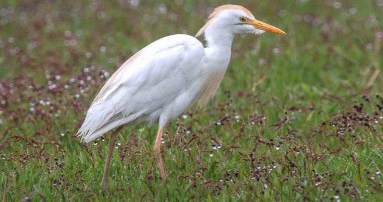 Symbiotic Relationship: Cattle and Egret - Lost River Cave