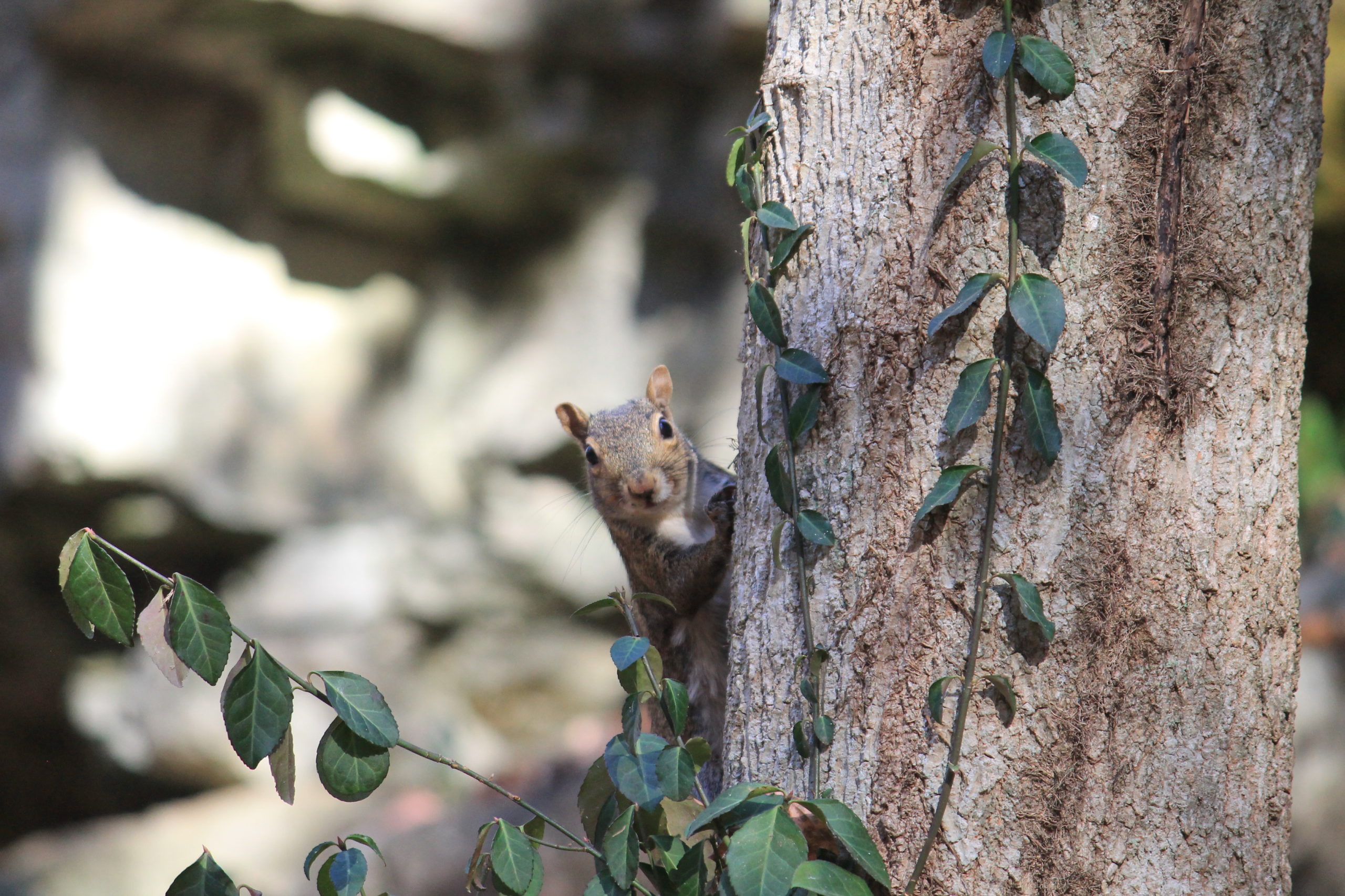It's National Squirrel Appreciation Day! - Lost River Cave