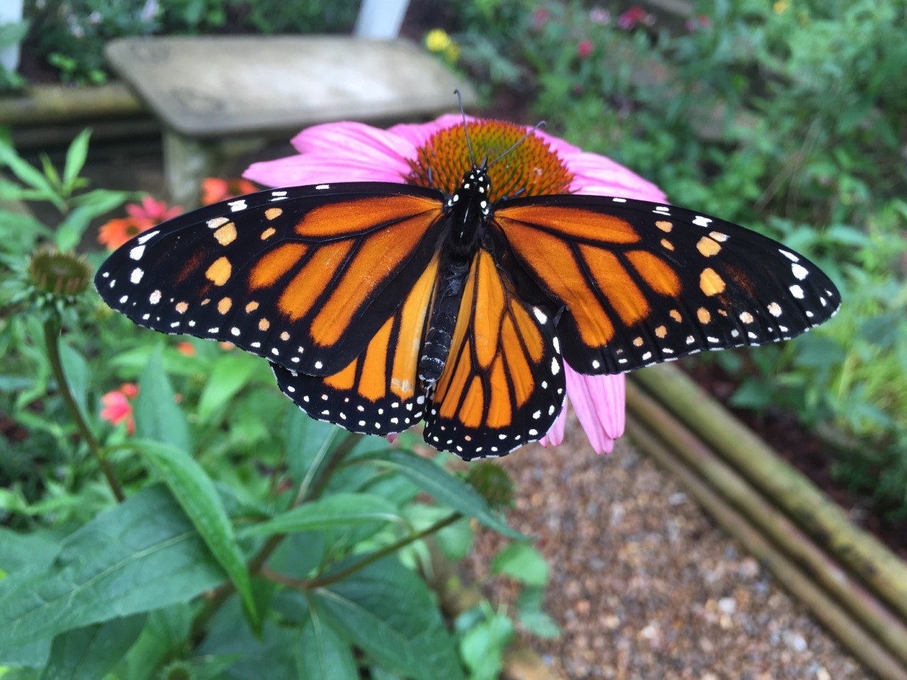 Meet our Native Butterflies! - Lost River Cave