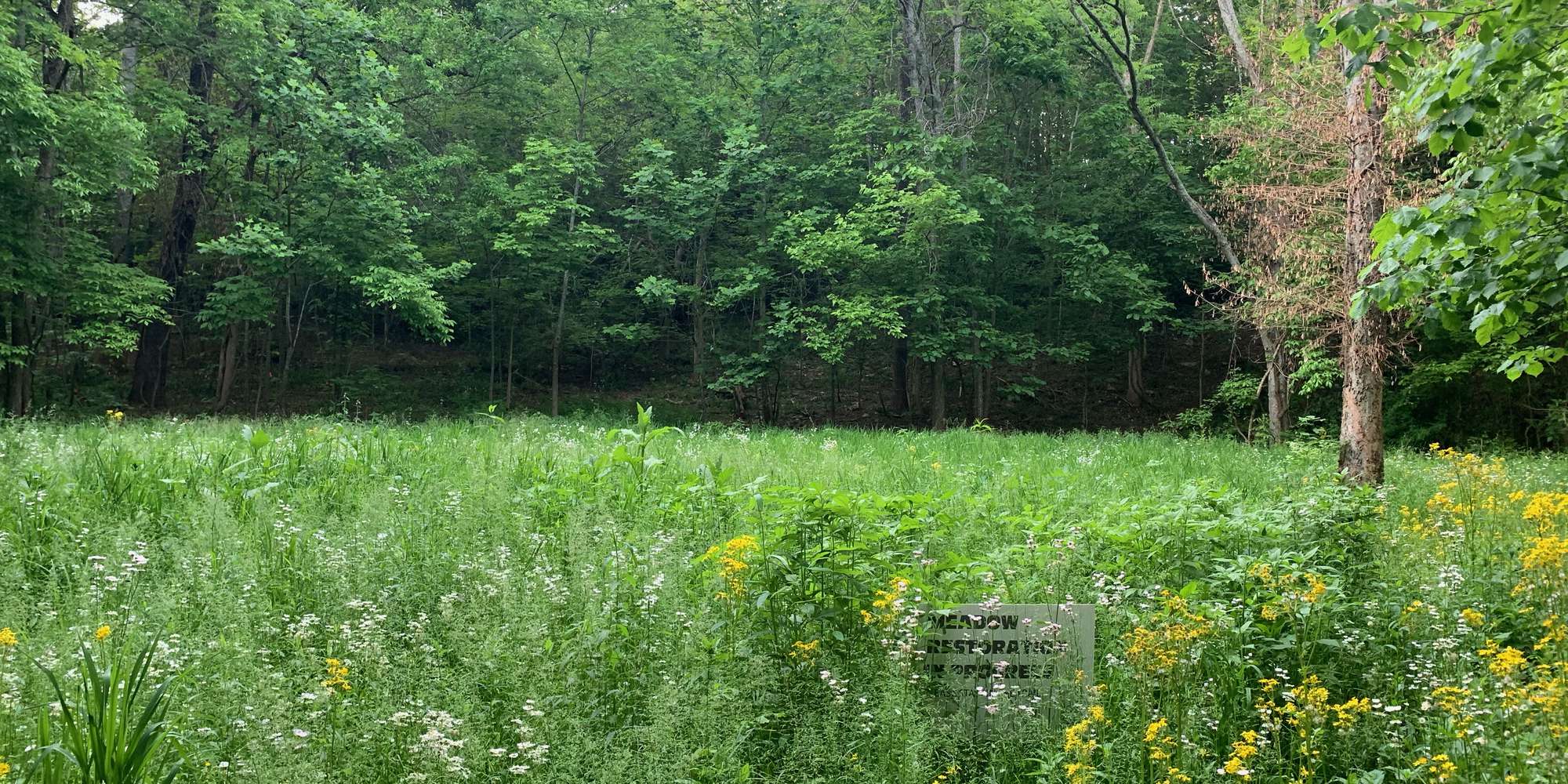 Meadow Restoration Project - Lost River Cave